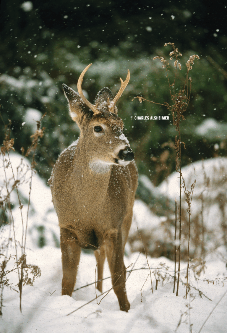 The Age When Bucks Grow Their Largest Antlers | Deer & Deer Hunting