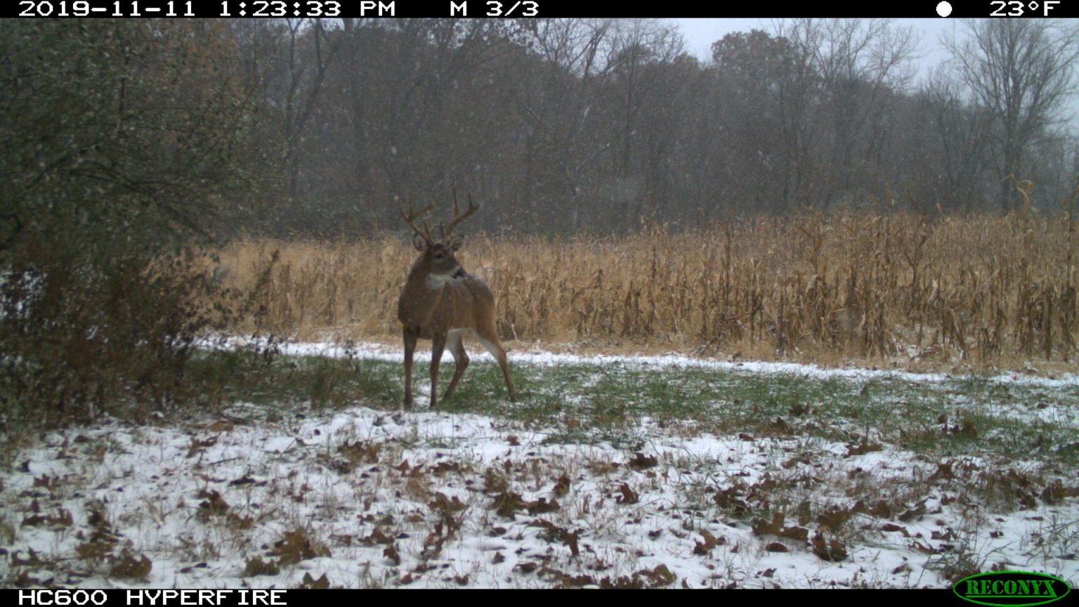 How Deer Use Core Areas | Understanding Mature Bucks | Deer & Deer Hunting