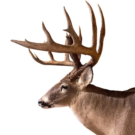 Hunter Harvests New State-Record Typical by Knocking on Doors