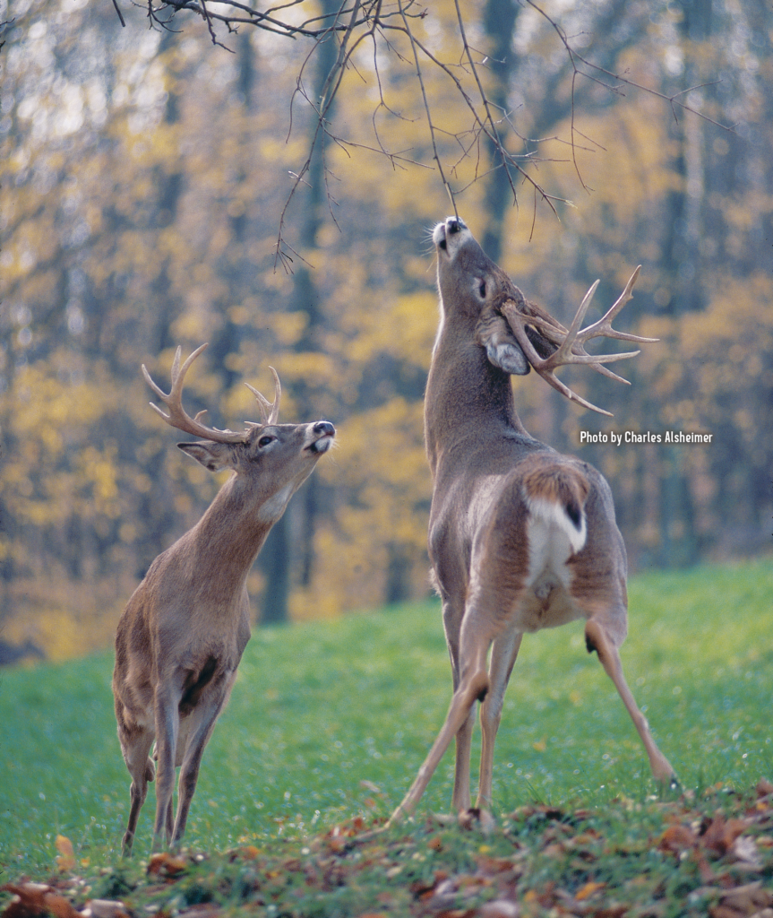 #2: How Bucks Use Scrapes | Alsheimer's Greatest Insights