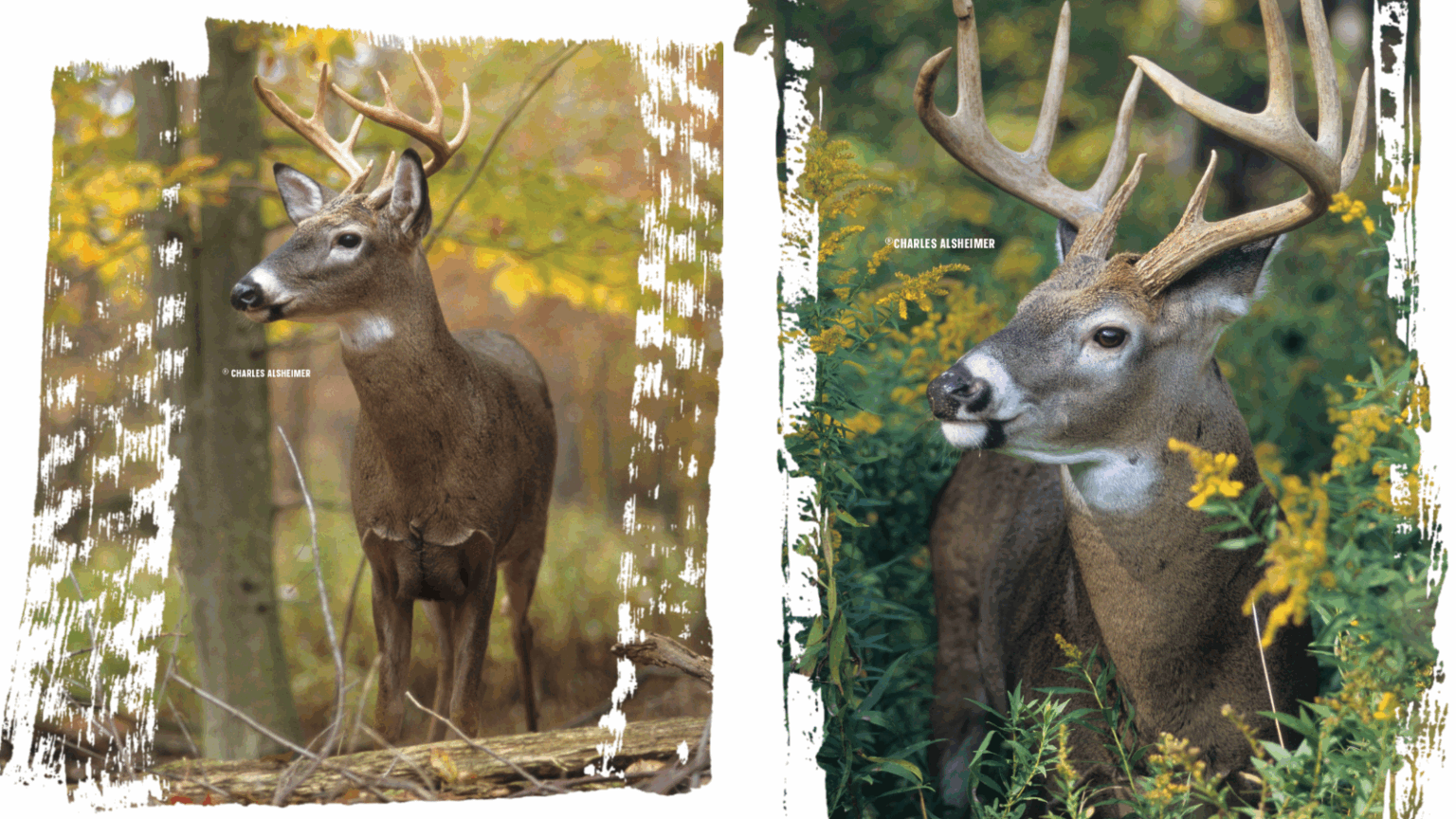 The Age When Bucks Grow Their Largest Antlers | Deer & Deer Hunting
