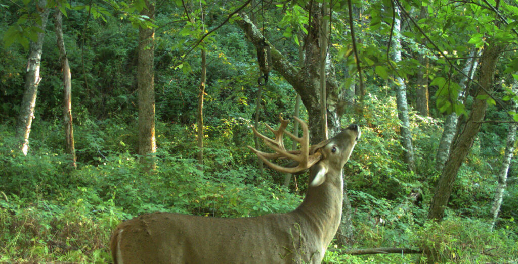 Divert Bucks to Your Stand with This Proven Tactic | Deer & Deer Hunting