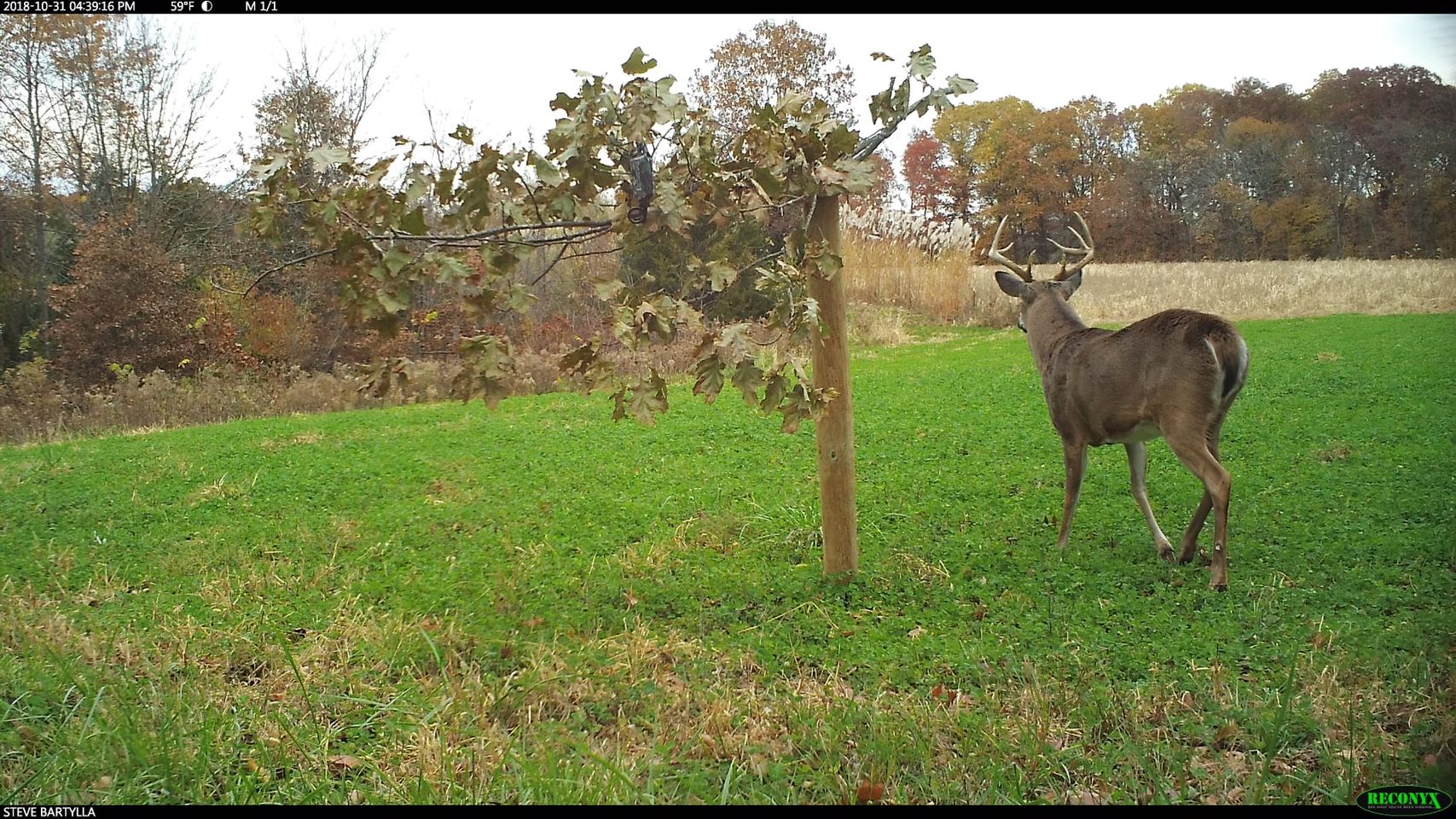 Bartylla Blog: Study Other Animals to Learn Buck Behavior | Deer & Deer ...