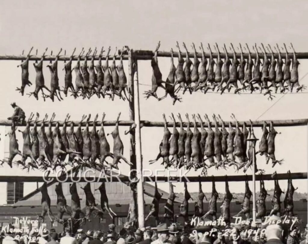Deer Display for a Presidential Candidate, 1940