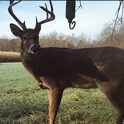 Creating Transition Zones | Deer & Deer Hunting