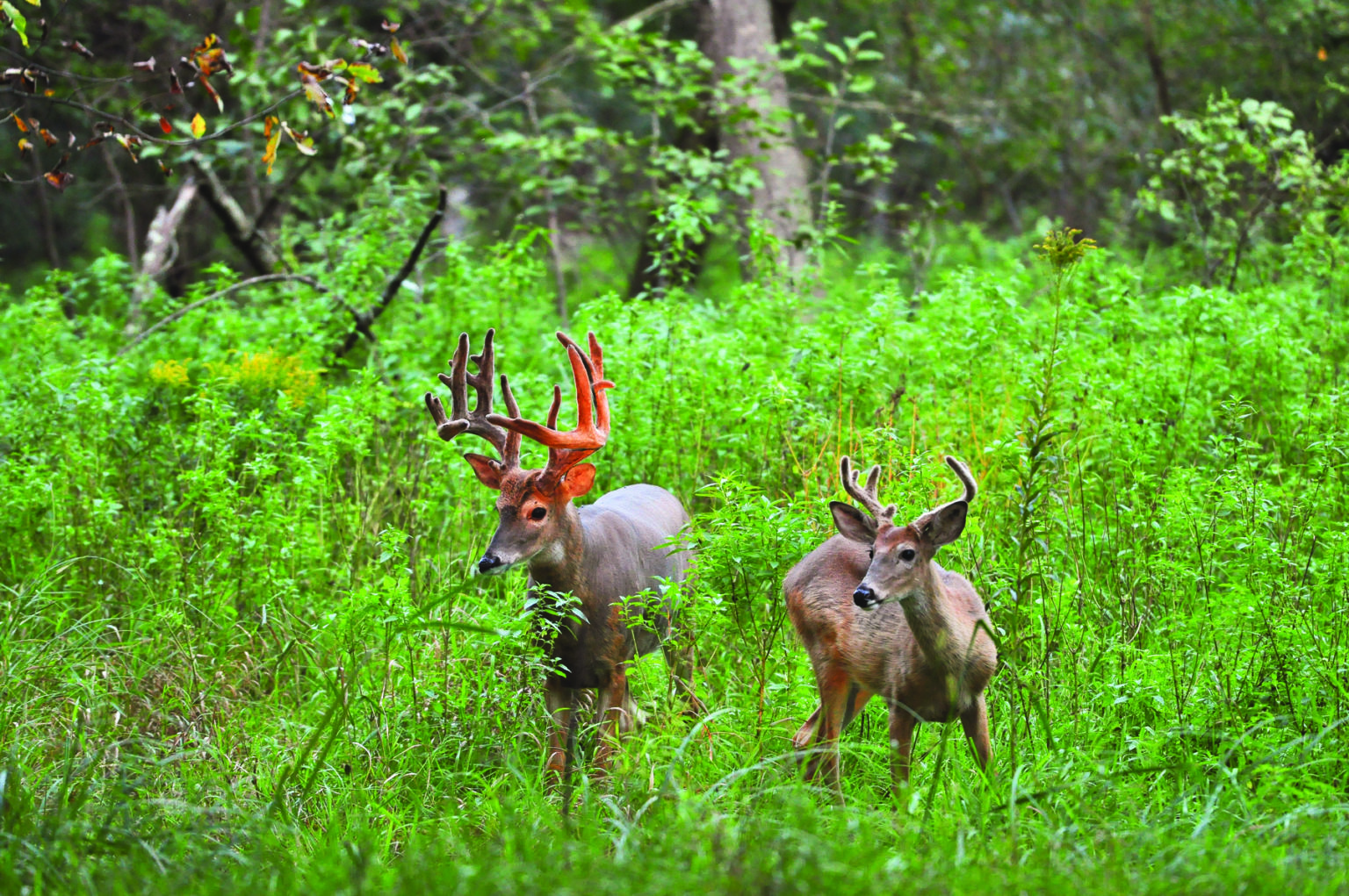 7 Biggest Mistakes of Deer Hunting Land Management