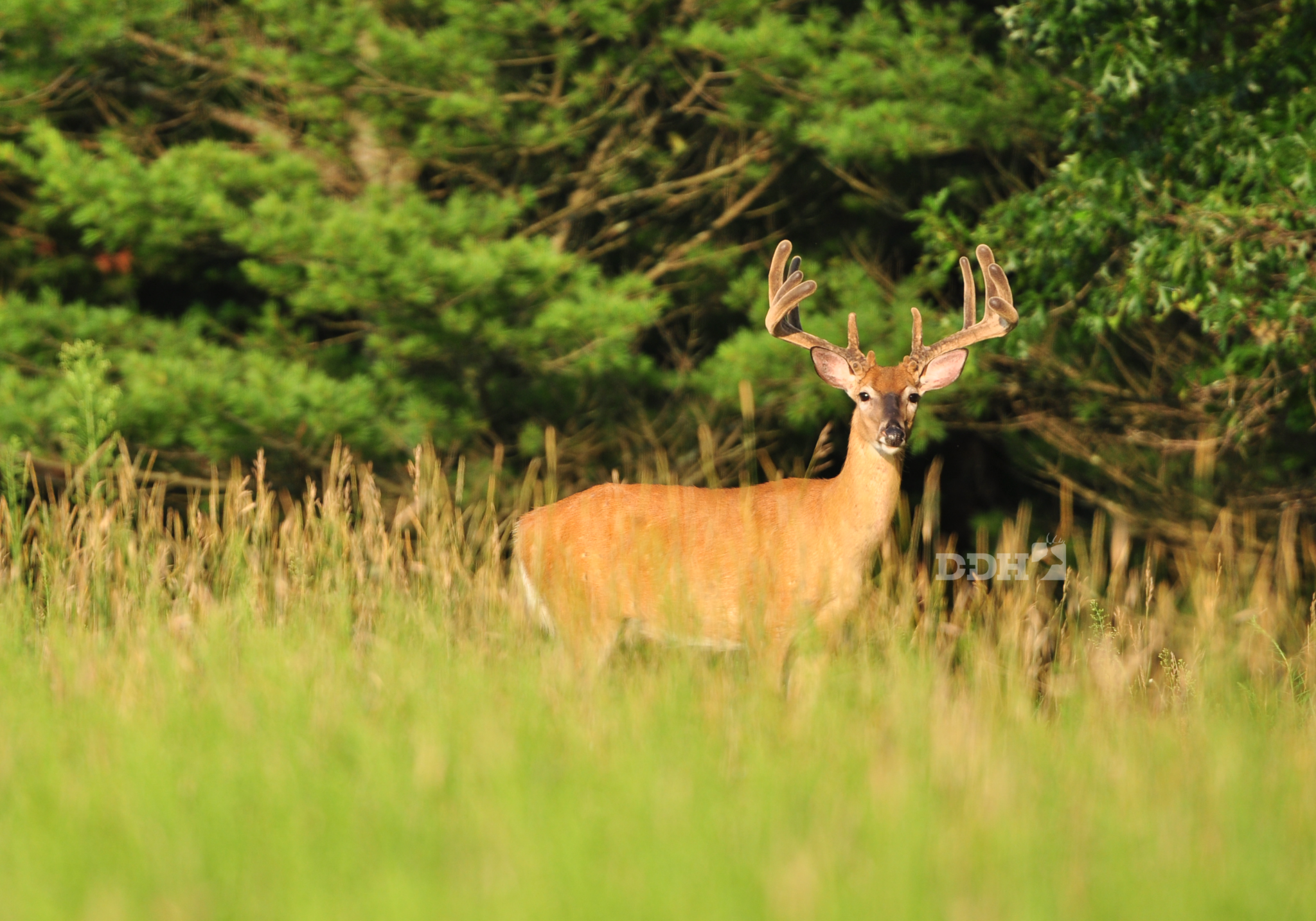 Charles Alsheimer, Author at Deer & Deer Hunting