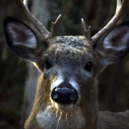 Deer & Deer Hunting TV Archives
