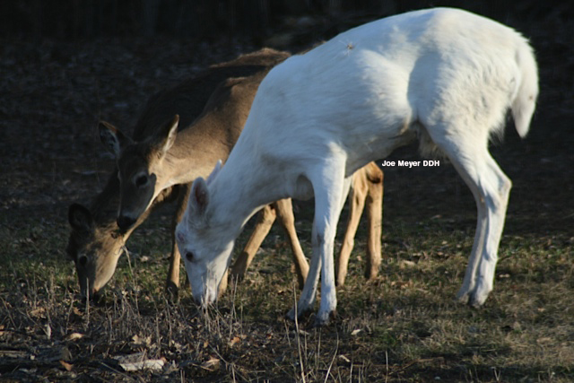 Just How Rare are Albino Deer? | Deer & Deer Hunting
