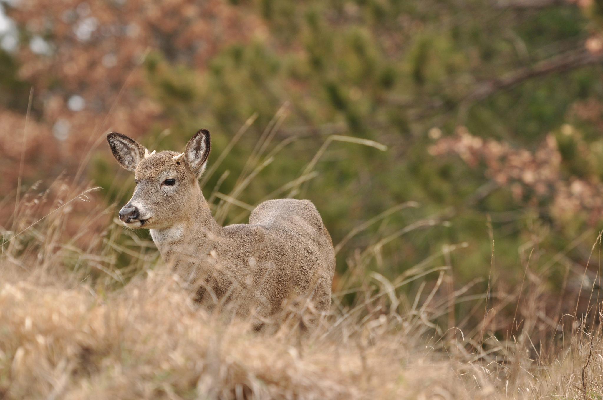 Buck Dispersal: When, Why and How Far | Deer & Deer Hunting