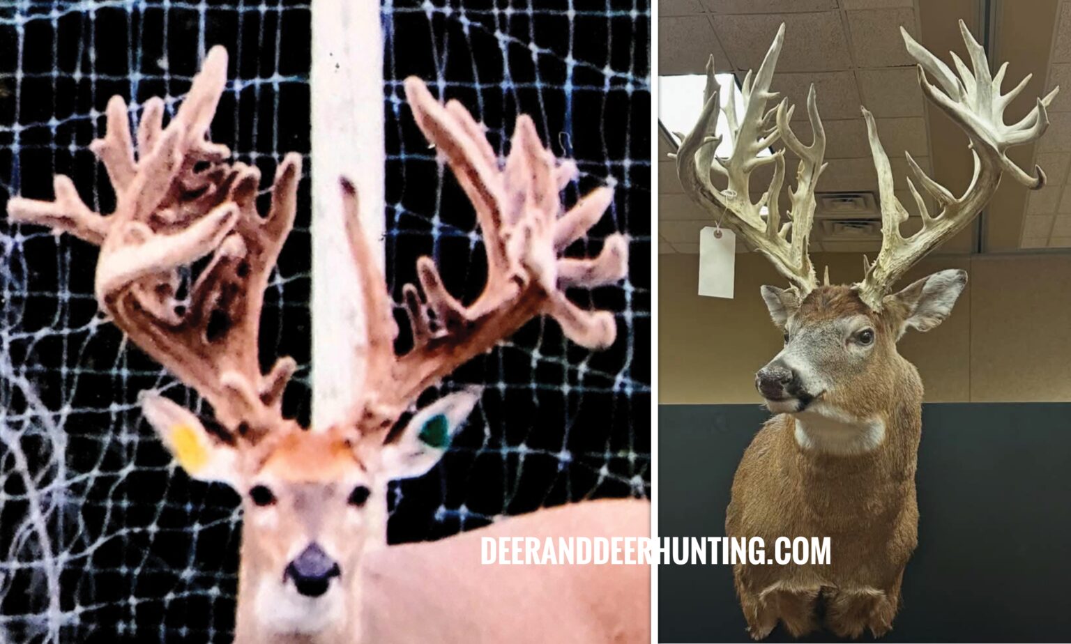 2 Wisconsin Bucks Look Strikingly Similar