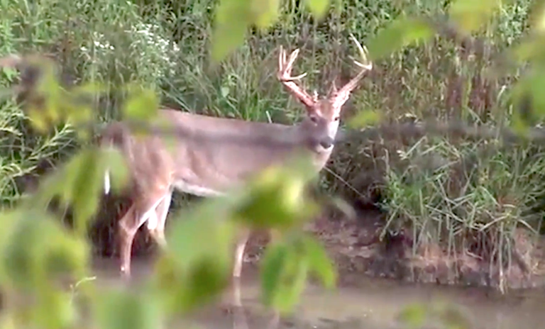 Right or Wrong, it's Bowhunting's Most Controversial Shot
