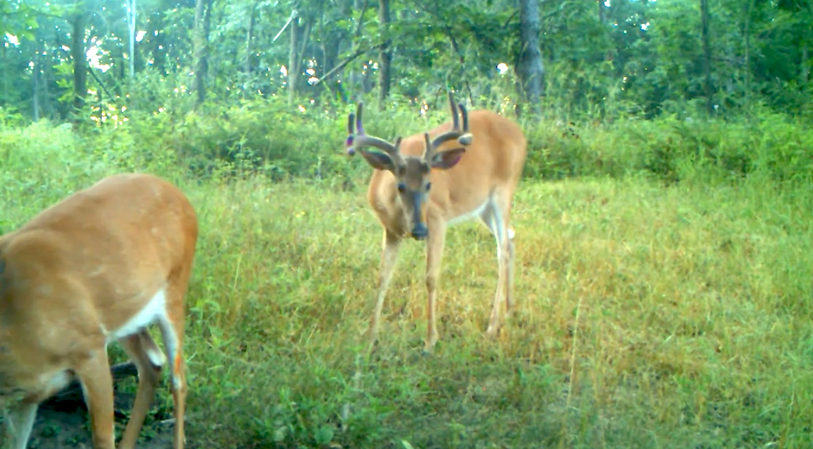 Three Ways to Maximize Your Deer Hunting Trail Cameras