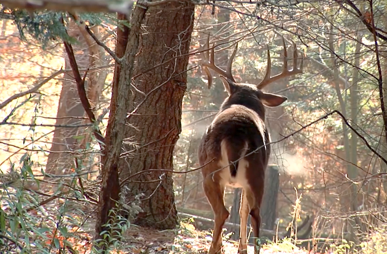 Right or Wrong, it's Bowhunting's Most Controversial Shot