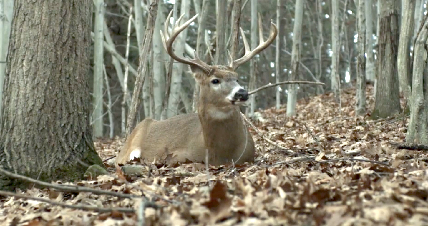 How to Predict the Best Days of the Rut for Deer Hunting
