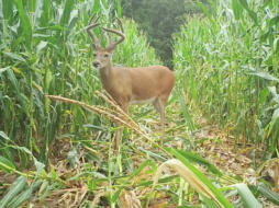 Time to Roam: What to Know About Whitetail Buck Dispersal