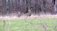 Time to Roam: What to Know About Whitetail Buck Dispersal