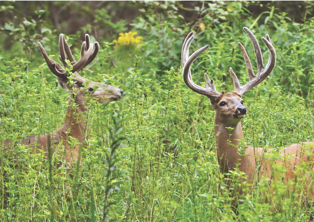 5 Lessons on Whitetails to Remember | Deer & Deer Hunting