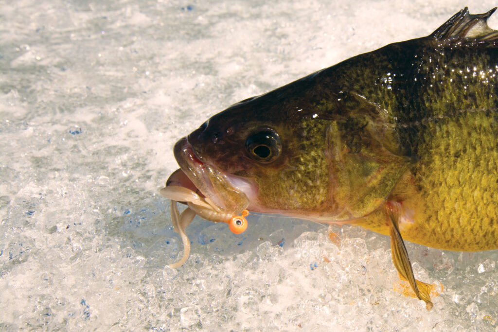 Strategies for Moody Perch | Ice Fishing Magazine