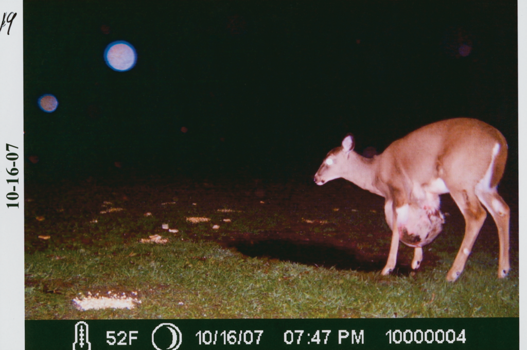 That is Not a Tumor on This Deer's Chest | Deer & Deer Hunting