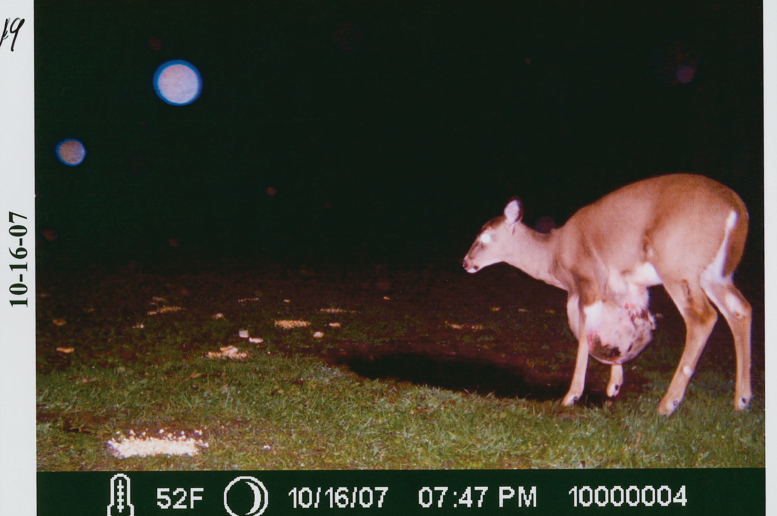 That is Not a Tumor on This Deer's Chest | Deer & Deer Hunting