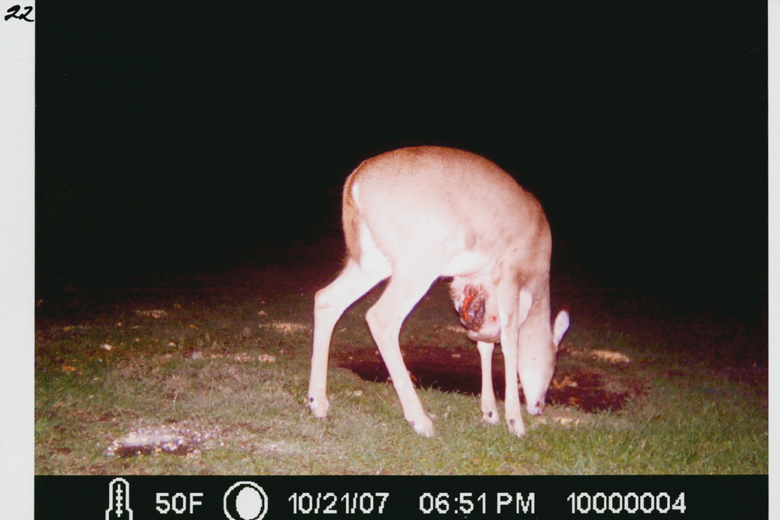 That is Not a Tumor on This Deer's Chest | Deer & Deer Hunting