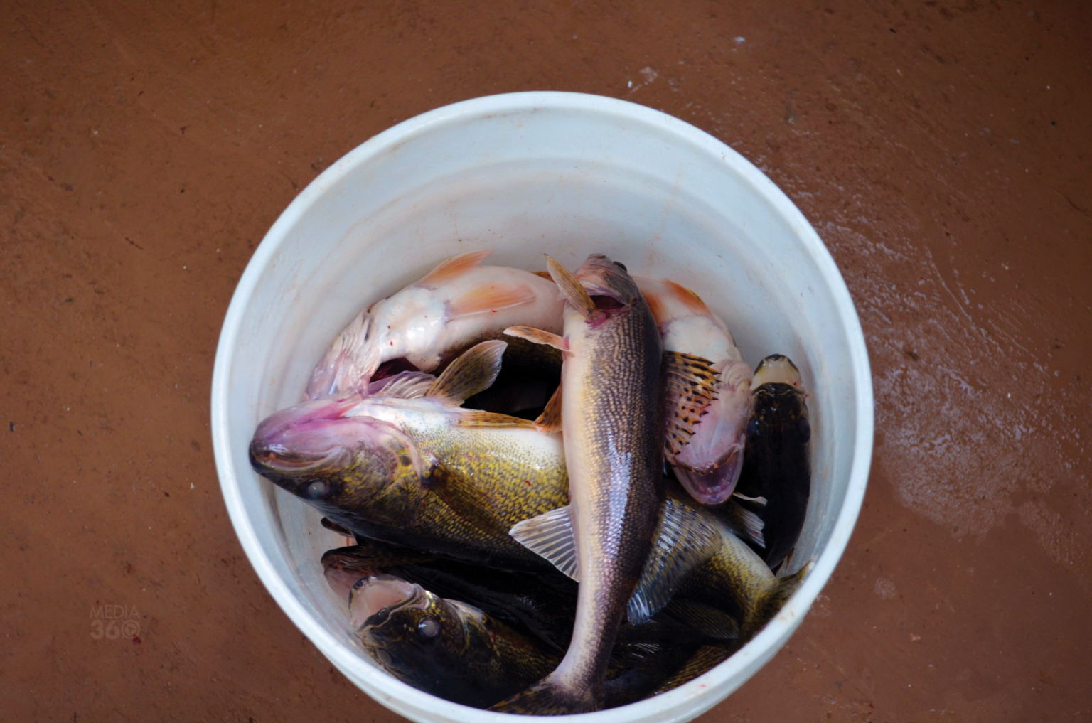 Top 10 Jigging Techniques to Ice More Walleyes | Ice Fishing Magazine