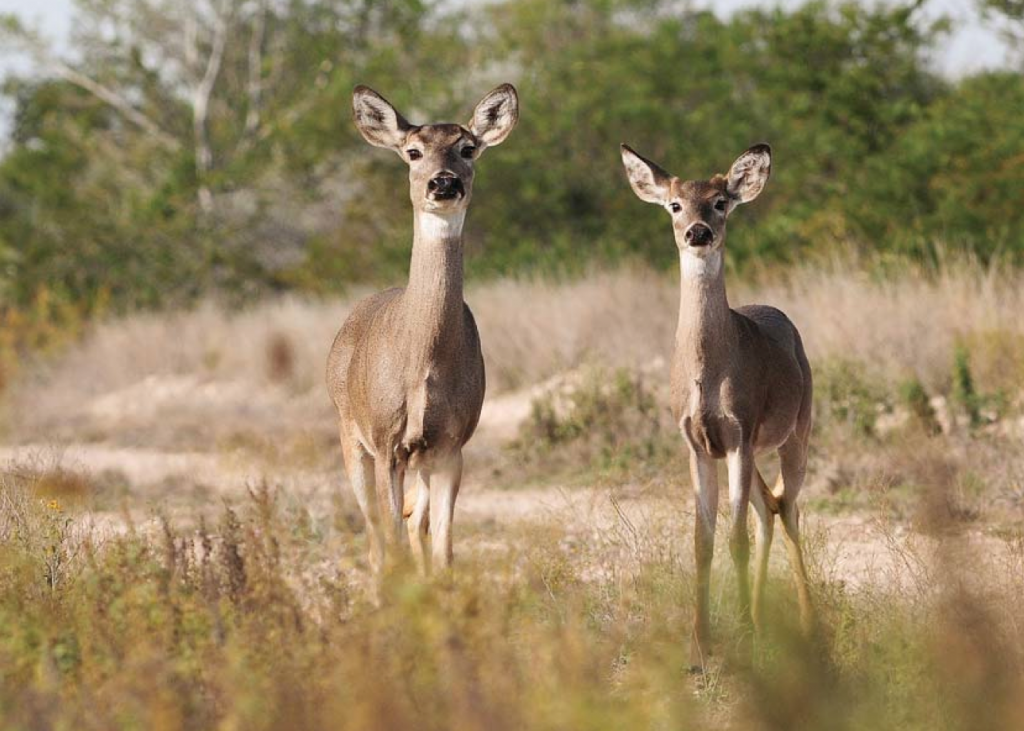 Some of My Favorite Trophies are Does | Deer & Deer Hunting