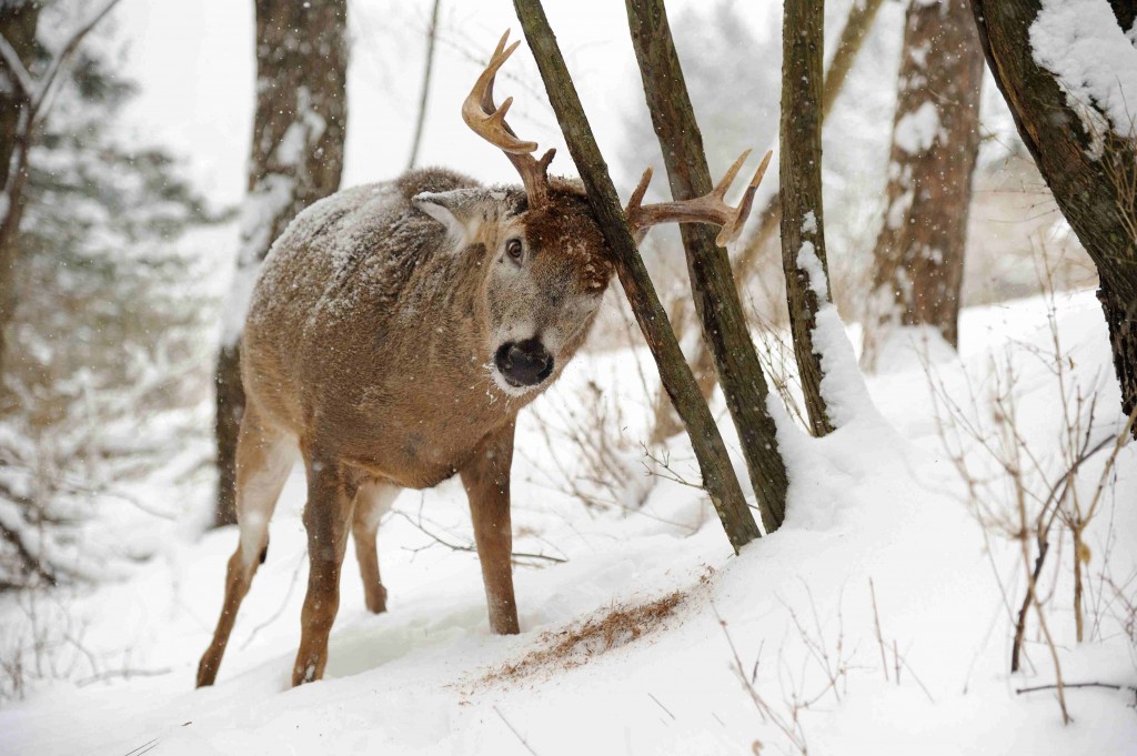Signpost Science: What Research Tells Us About Buck Rubs
