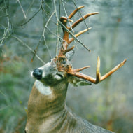 Charles Alsheimer's 7 Lasting Lessons