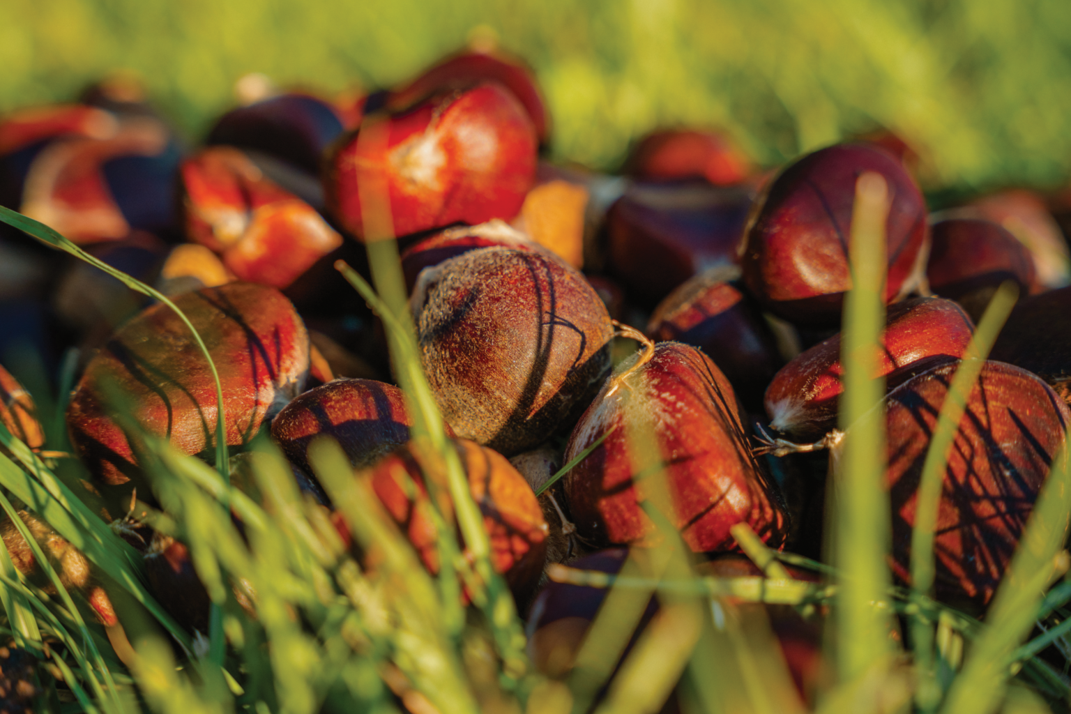 Top 4 Food Plot Seeds, Trees and Implements for 2023