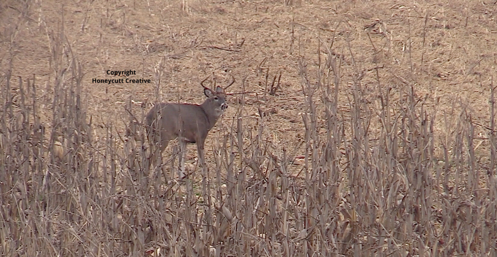 How to Chase the Southern Rut | Deer & Deer Hunting