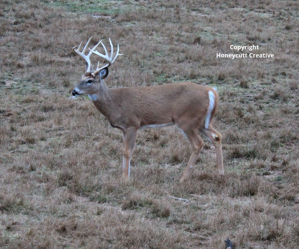 How to Chase the Southern Rut | Deer & Deer Hunting