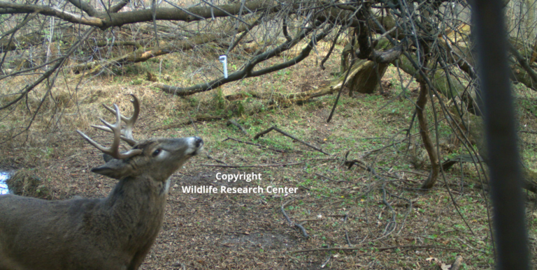 12 Best Public Land Deer Hunts in the Midwest | Deer & Deer Hunting