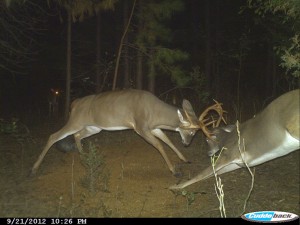 Cuddeback Summer Variety