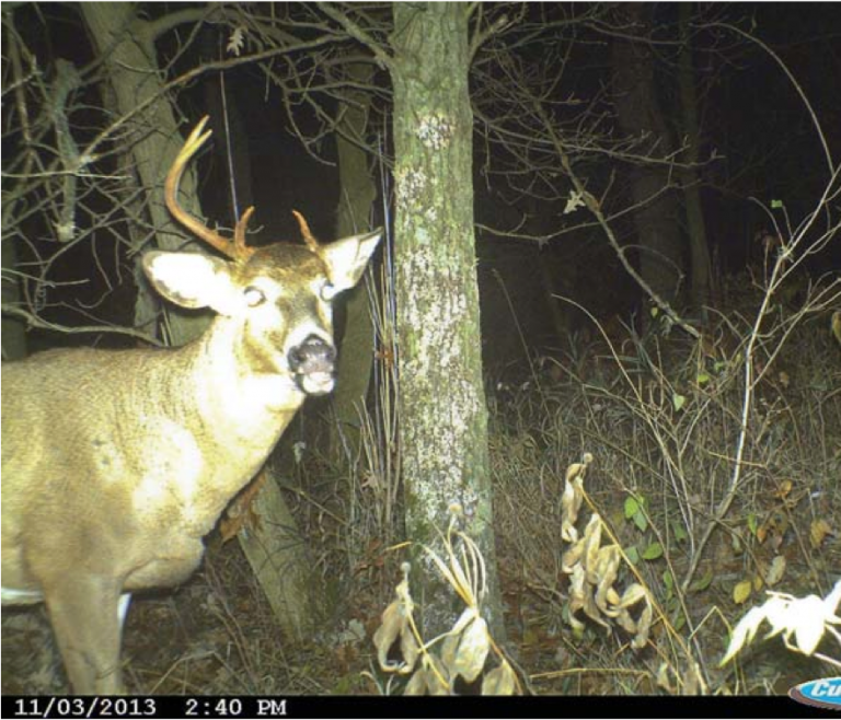 Once a Spike, Always a Spike: It's Deer Hunting's Big Myth
