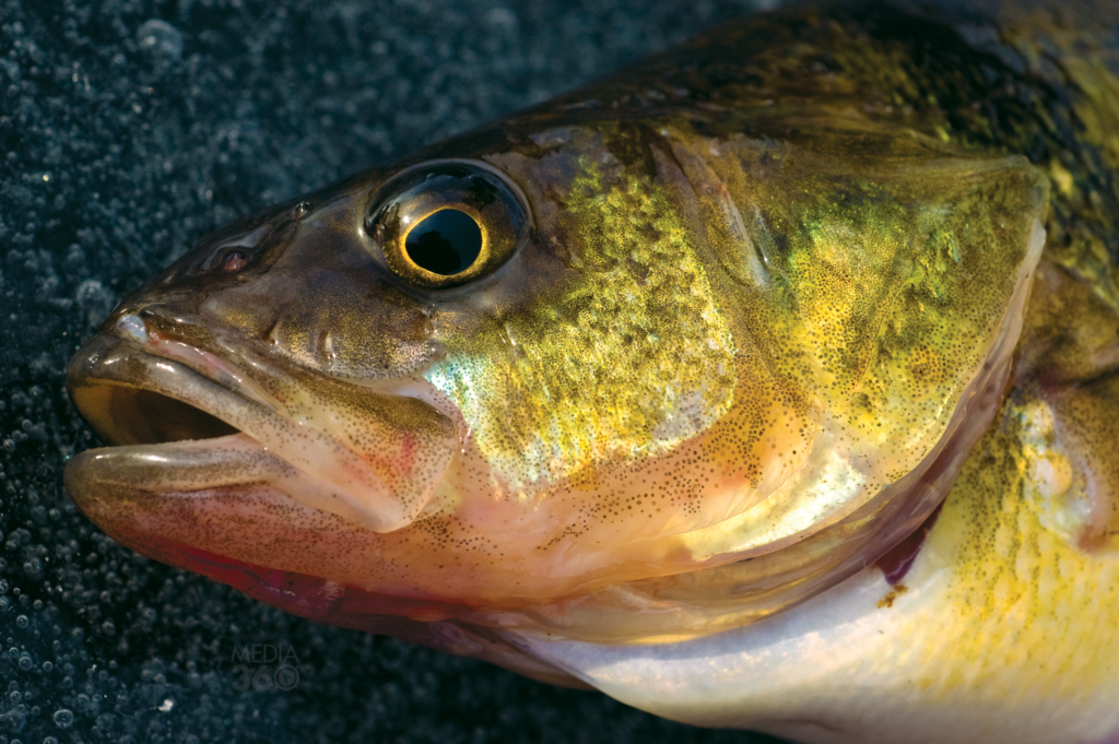 Strategies for Moody Perch | Ice Fishing Magazine