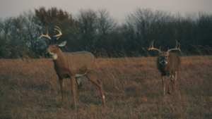 How to Use Deer Decoys Effectively | Deer & Deer Hunting