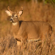 Facts and Myths About Deer Antler Genetics