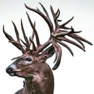 Facts and Myths About Deer Antler Genetics