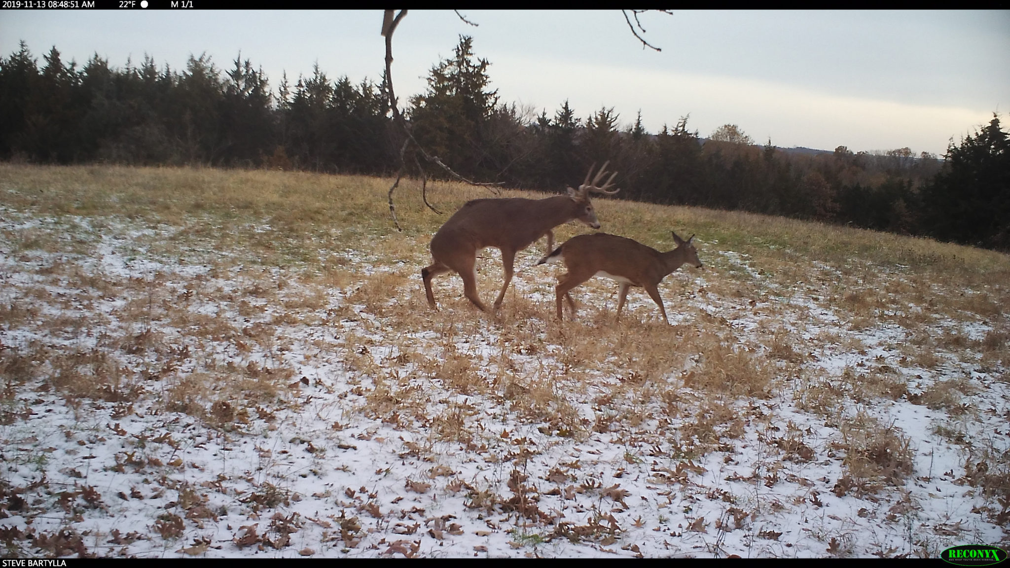 Deciphering Deer Breeding Phases | Understanding Mature Bucks