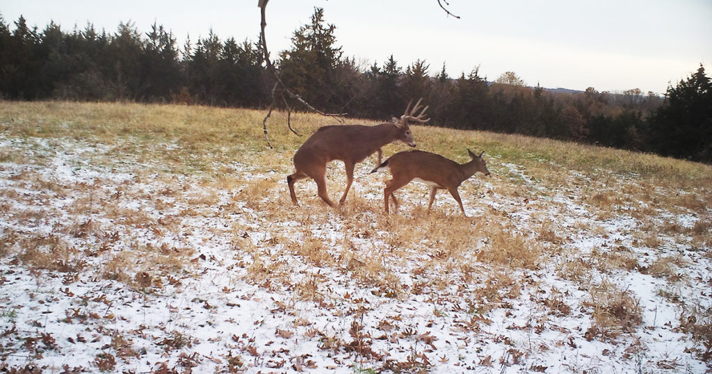 Deciphering Deer Breeding Phases | Understanding Mature Bucks
