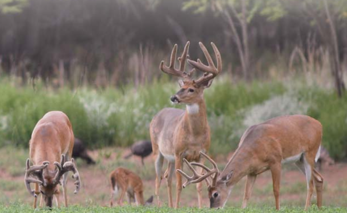 4 Ways to Improve Your Habitat for Better Deer Hunting