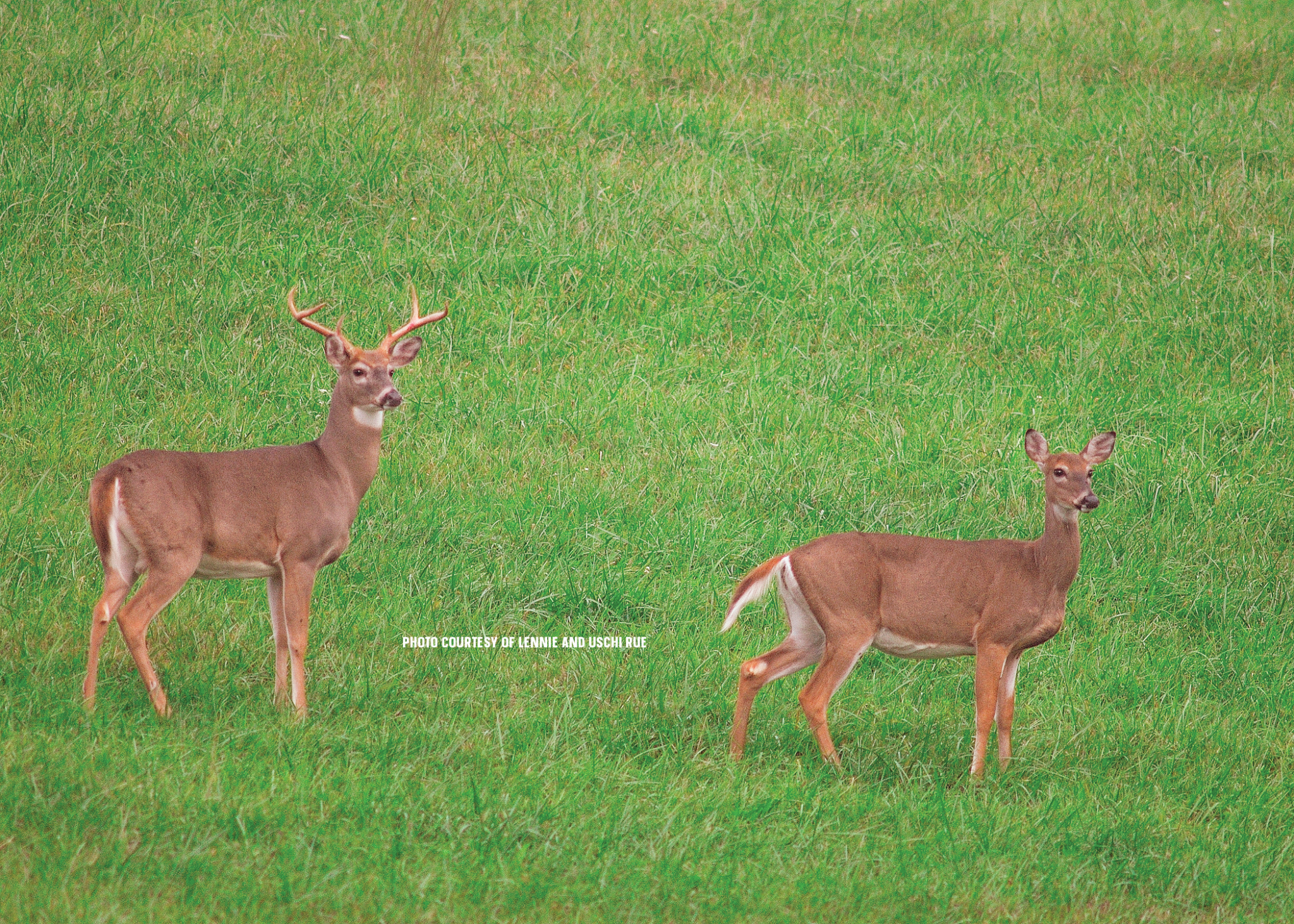 Rue's Views Archives | Deer & Deer Hunting