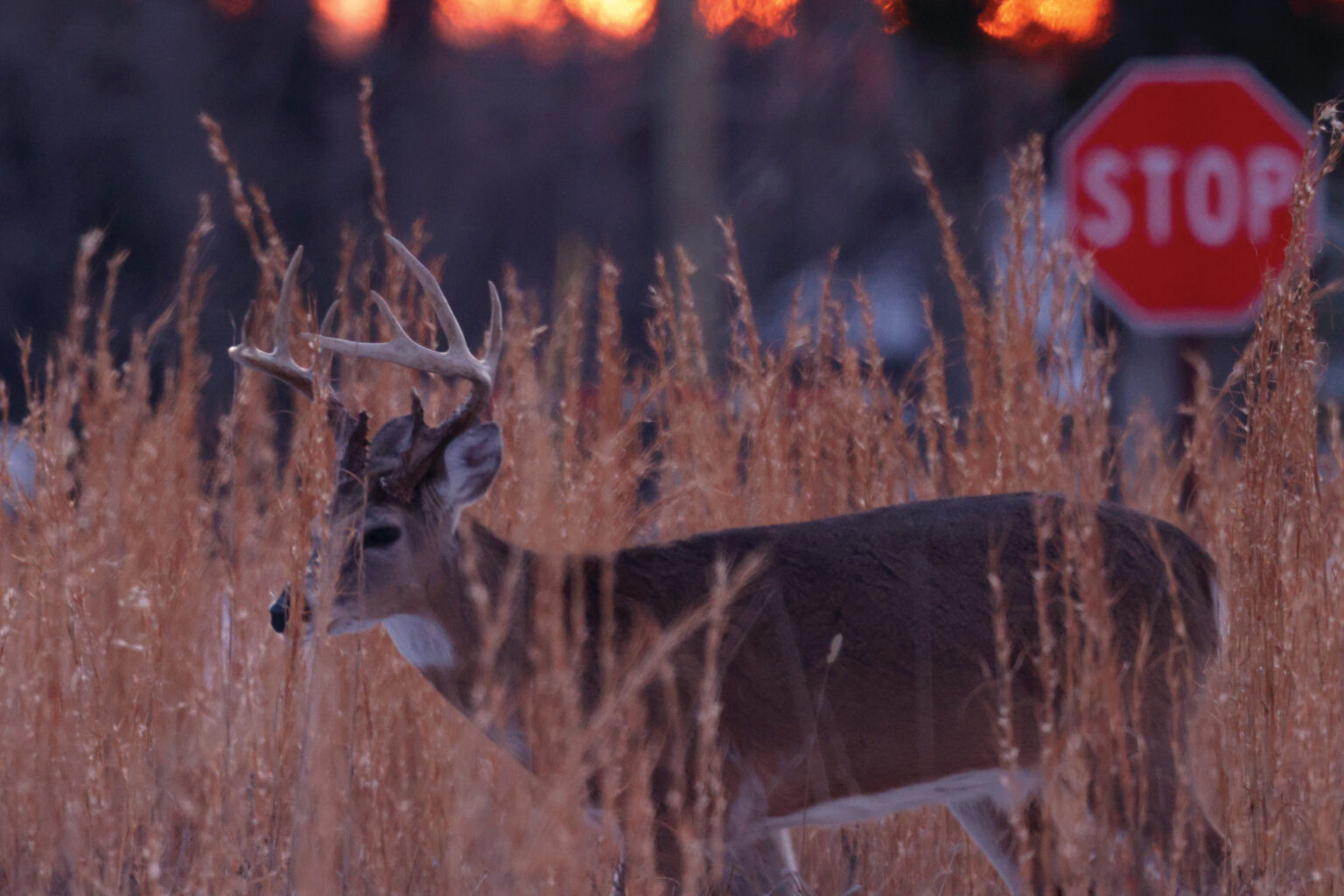 depredation tags Archives | Deer & Deer Hunting