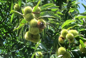 Add Variety to Your Deer Fruit Plots With This Superfood | Deer & Deer ...