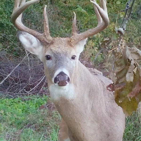 Management Bucks: What You Should Know | Deer & Deer Hunting