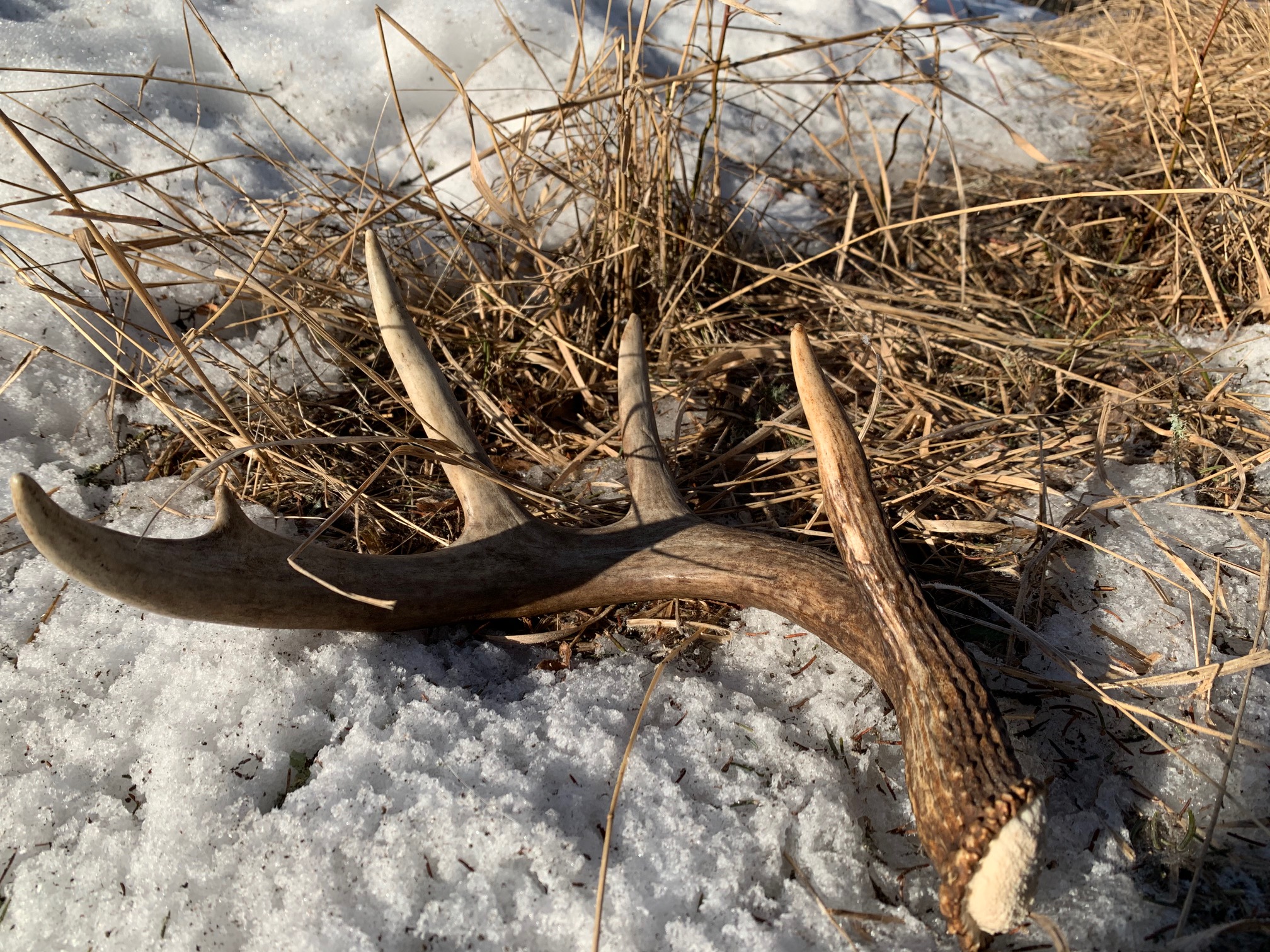 How to Maximize Your Chances of Finding Shed Antlers
