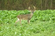 Get A Start On Your Best Food Plots For Whitetail Deer
