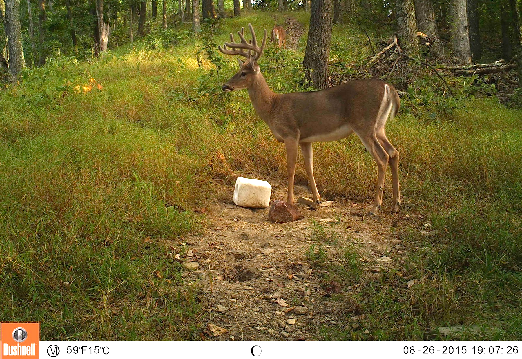 The Pursuit of Hightower: A Bowhunting Journey Begins